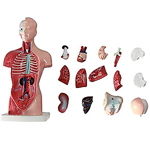 Human Torso Body Anatomy Model - 11 inch, 15 Parts Organ Structure Model for School Medical Education