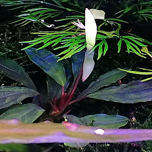 Greenpro | Water Sprite Potted Easy Live Aquarium Plants for Fish Tank Decoration Freshwater