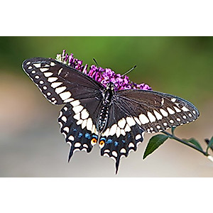 Alyssum Royal Sweet Carpet Seeds - Lobularia maritima - B151 (2000 Seeds)