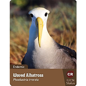 Galapagos Memory Game Land Animals Edition