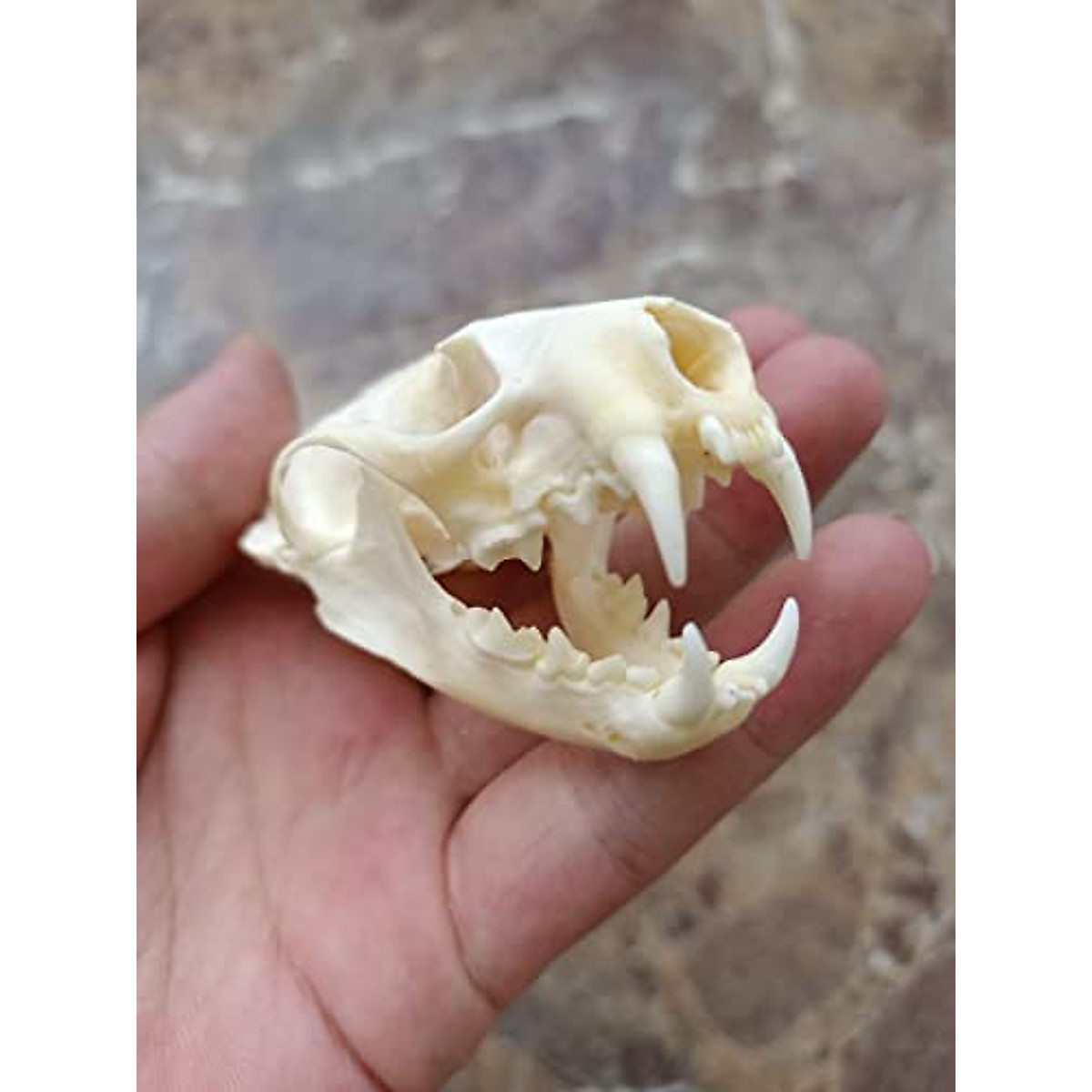 HOT 1/2/3/5/10 pcs Real Animal Skull Specimen Taxidermy Cleaned Skull Collection Fox, cat, Mink, Crocodile, Dog, Raccoon, Snake, Rabbit, Goat ，Muskrat，Nutria，Fox's paw (1pcs,Mink)