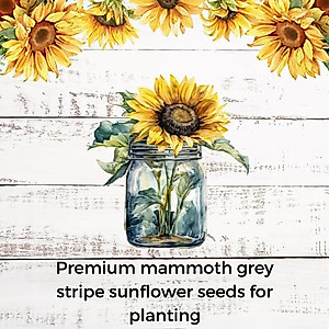 Sunflower Seeds for Planting to Plant Mammoth Sunflower Seeds Packet of About 100 Flower Seeds (Asteraceae Asterales Helianthus giganteus) !