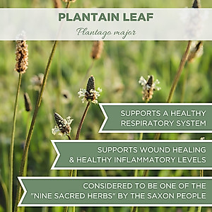 Organic Plantain Leaf 4 oz. (113g), USDA Certified Organic Dried Broadleaf Plantain Leaf Tea, Organic Plantain Herb, Dried Plaintain Herb, Cut & Sifted