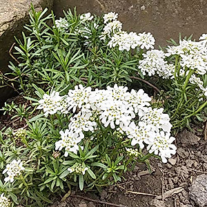 Iberis Sempervirens Seeds Evergreen Candytuft Perennial Ground Cover Showy Attracts Butterflies Drought Tolerant Deer Resistant Rock Garden Outdoor 100Pcs Flower Seeds by YEGAOL Garden