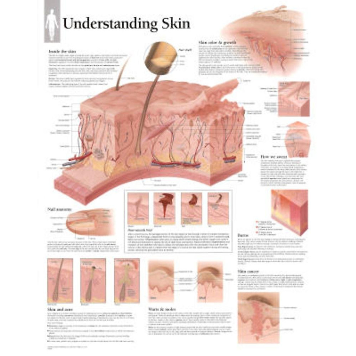 Understanding Skin chart: Laminated Wall Chart