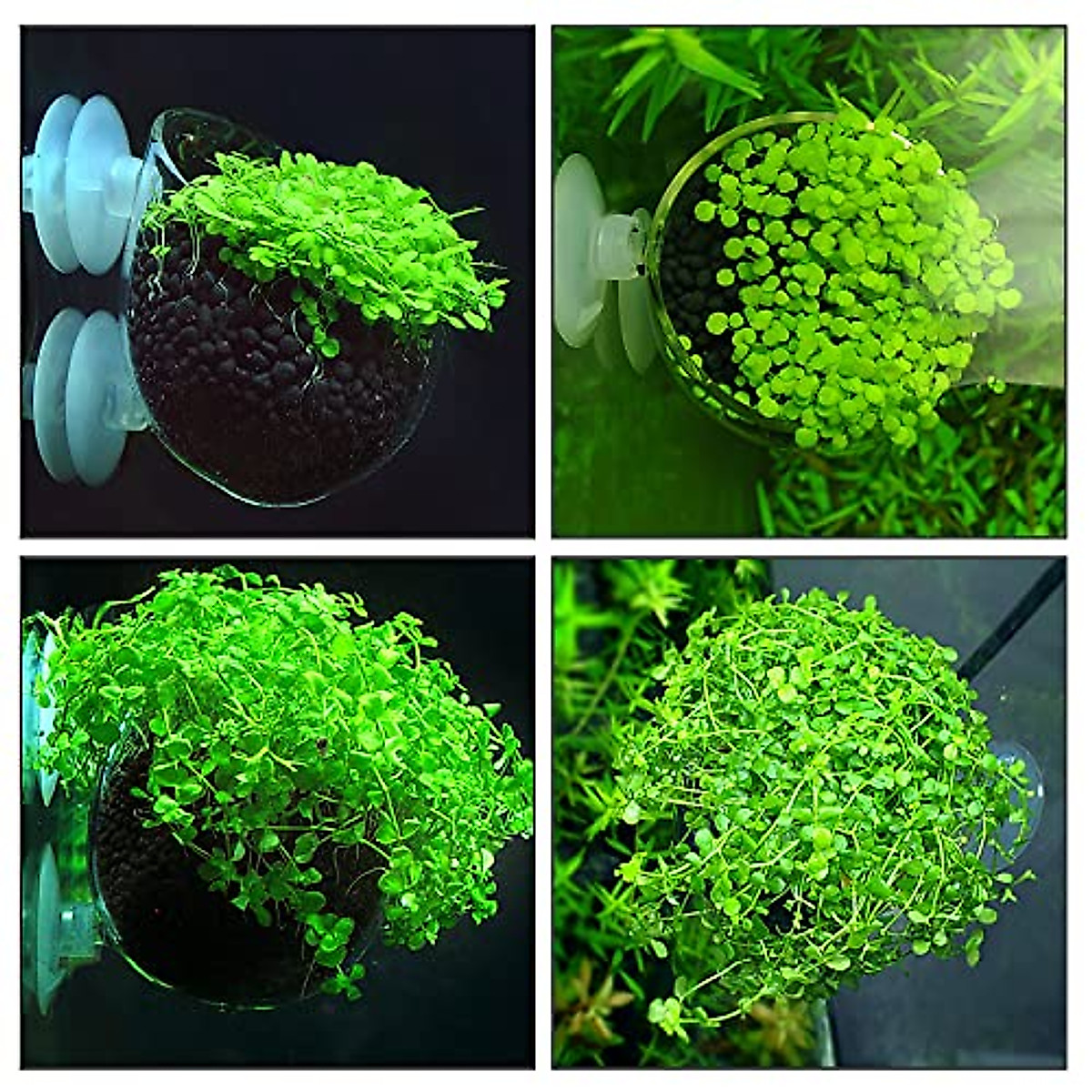 WEAVERBIRD Aquarium Plant Cup, Plant Pot Aquarium Decoration Aquatic Plant Cup with 2 Suction Cups for Fish Tank Plant, Glass