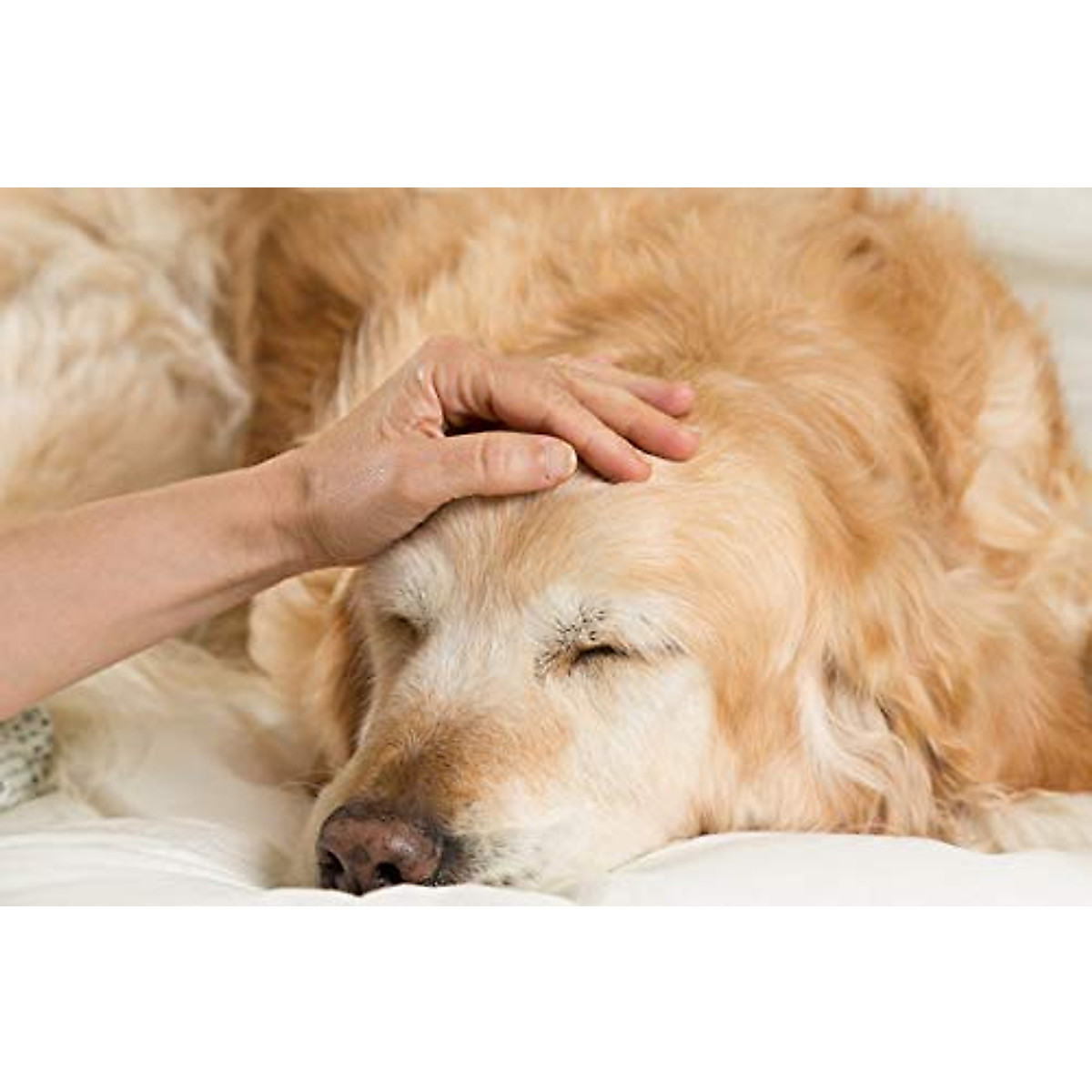 I LOVE MY PETS LLC Dog Joint Supplement tumeric - Joint Health for Dogs - with Turmeric - MSM - Premium - Dog Turmeric Supplement - 60 Treats (1 Bottle)