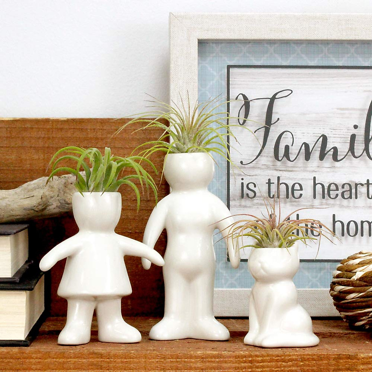 NW Wholesaler - Pack of 3 Tillandsia Air Plants 1-2 Inch - Assorted Air Plant Bundle - Live Indoor House Air Succulents - Air Ferns