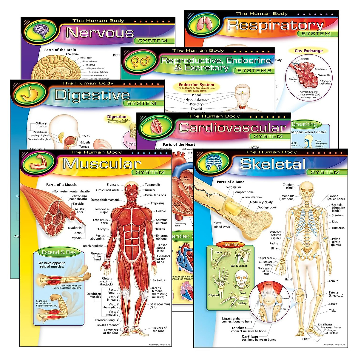 TREND ENTERPRISES, INC. T-38913 The Human Body Learning Charts Combo Pack, Set of 7, Multi