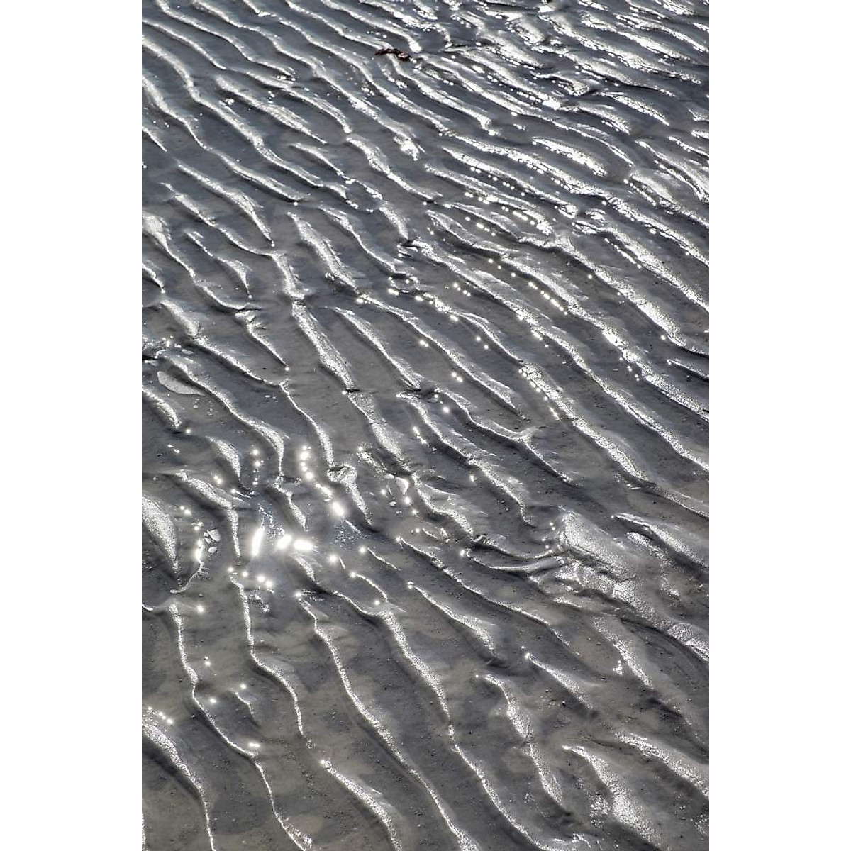 Posterazzi PDDUS10LEN1051LARGE Ripples in The Sand, Beach at Honeymoon Island State Park, Dunedin, Florida, USA Photo Print, 24 x 36, Multi