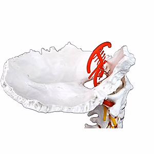 Vision Scientific VAV261 Cervical Spine with Nerves & Arteries | Life-Size, Articulated | 7 Cervical Vertebrae, Intervertebral Discs | Occipital Bone, Spinal Cord | Instruction Manual