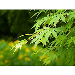 Acer Palmatum Japanese Green Maple Seeds! Bonsai Or Standard Small Ornamental jocad (10 Seeds)