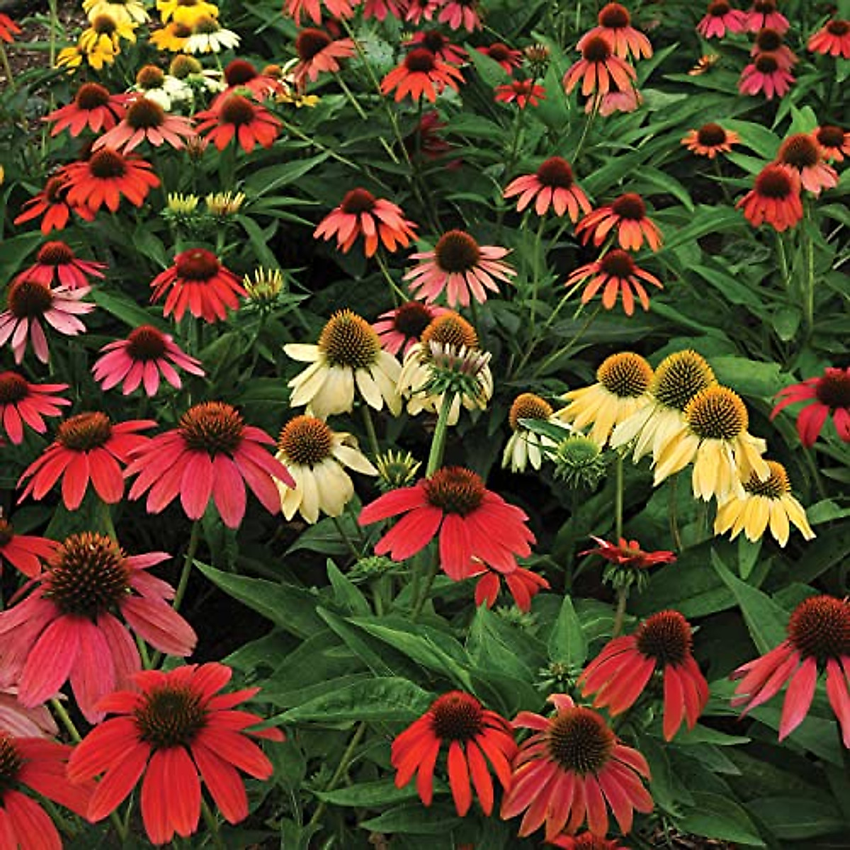 Outsidepride Echinacea Purpurea Purple Coneflower Cheyenne Spirit Garden Cut Flower Seed Mix - 20 Seeds