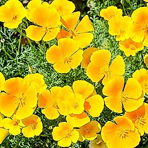 Golden Yellow California Poppy Flower Seeds for Planting, 2000+ Seeds Per Packet, (Isla's Garden Seeds), Non GMO & Heirloom, Scientific Name: Eschscholzia californica, Great Home Flower Garden Gift