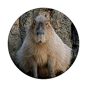 Capybara PopSockets Swappable PopGrip