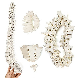Benilev Disarticulated Human Skeleton Model for Anatomy, Full Size 67'' Skeleton with 200+ Bones Structures 3 Poster Skull Spine Bones Articulated Hand & Foot, for Anatomy Medical Learning