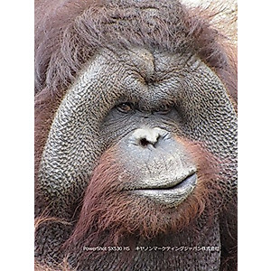 Canon digital camera PowerShot (power shot) SX530 HS PSSX530HS - International Version (No Warranty)