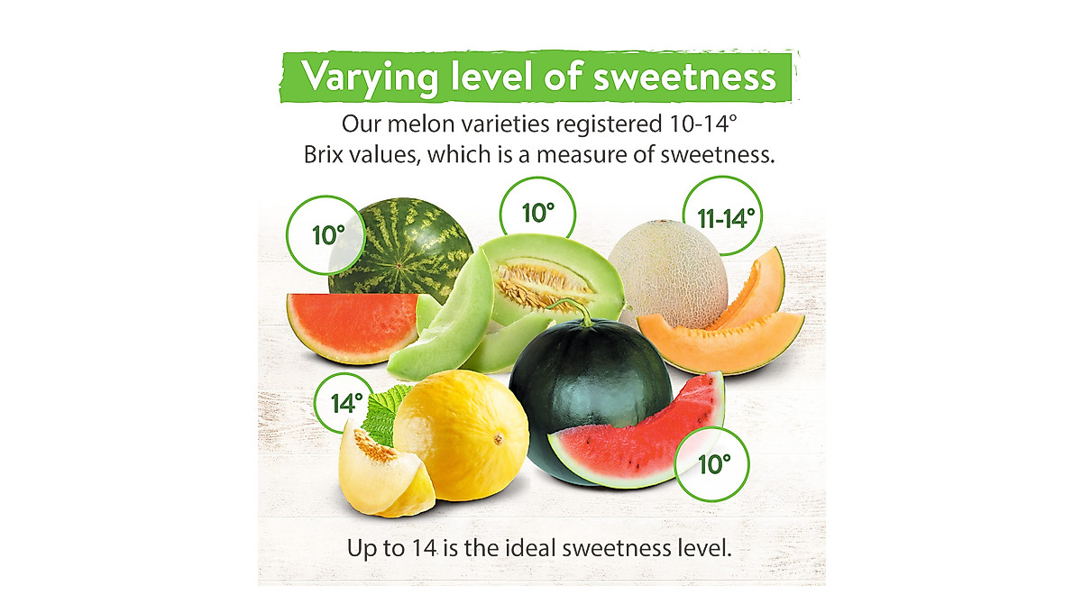 HOME GROWN 5 Melon Fruit Seeds Variety Pack - Watermelon Seeds, Melon ...