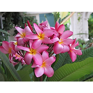 Hawaiian Pink Plumeria Frangipani 1 Cutting DL9