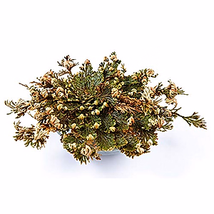Incense Garden Rose of Jericho Flower The Resurrection Plant (2 Roses)