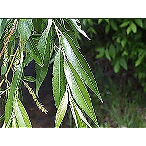 CZ Grain 12 Black Willow Tree Cuttings - Fast Growing Shade and Privacy Trees, Ideal for Beginners and Masters