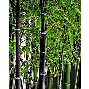 50+ Rare Black Bamboo Seeds for Planting | Exotic and Fast Growing | Ships from Iowa, USA