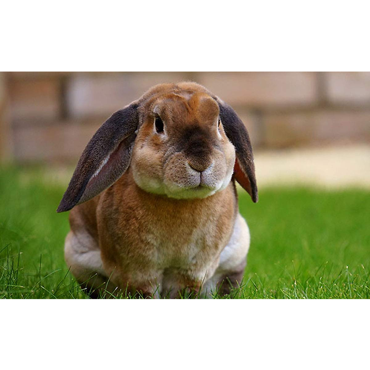 PHOTONIC20% 100 ML. BEST PET Vitamins Mineral Multi Vitamin Supplement Electrolytes Help Restore Urgently Animal Pet Care Nourish Blood Body Immunity Healthy Dog Cat Horse Pig Cattle Rooster Booster