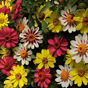Outsidepride Zinnia Zahara Raspberry Lemonade Heat & Drought Tolerant Garden Cut Flowers - 50 Seeds