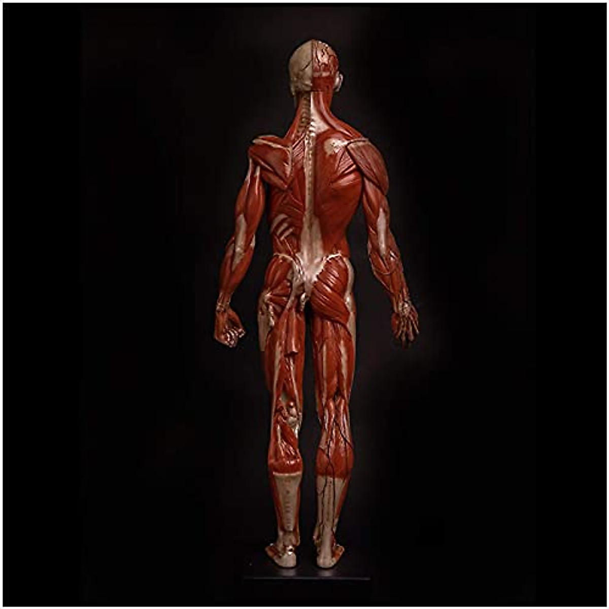 Anatomy Model 23.6 Inch Male Anatomy Figure - Human Muscle Skeleton Painting Model Human Anatomical Muscle Bone Ecorche and Skin Model Reference for Artist