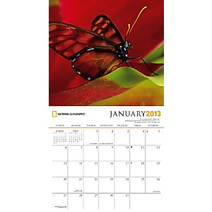 National Geographic Butterflies 2013 Calendar