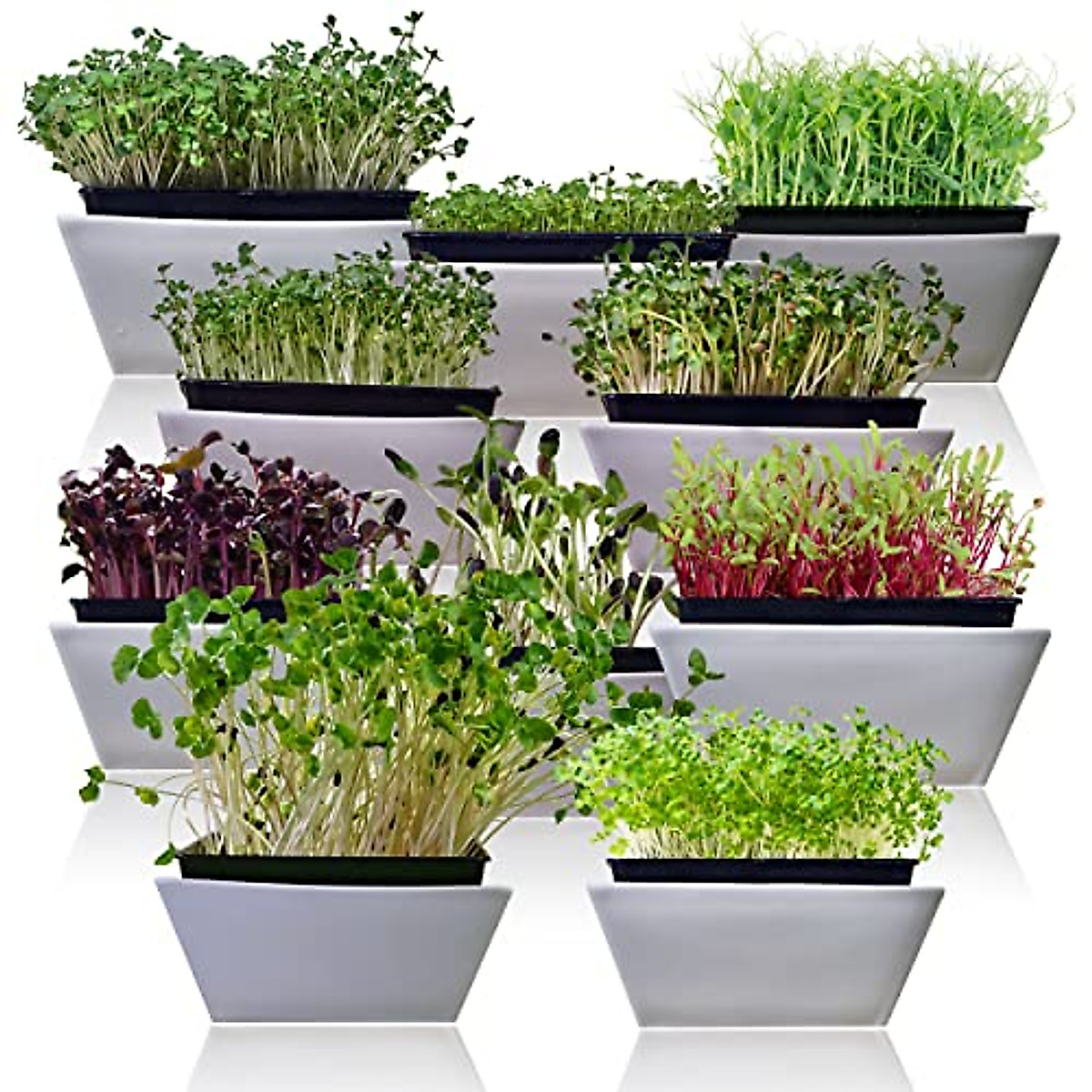 Survival Garden Seeds Microgreens 10 Pack - Instructions to Plant, Sprout, and Grow a Mix of Microgreen Plants - Arugula, Broccoli, Radish, Pea, Sunflower, Basil, Cabbage, Buckwheat, Kale, Beet Seed