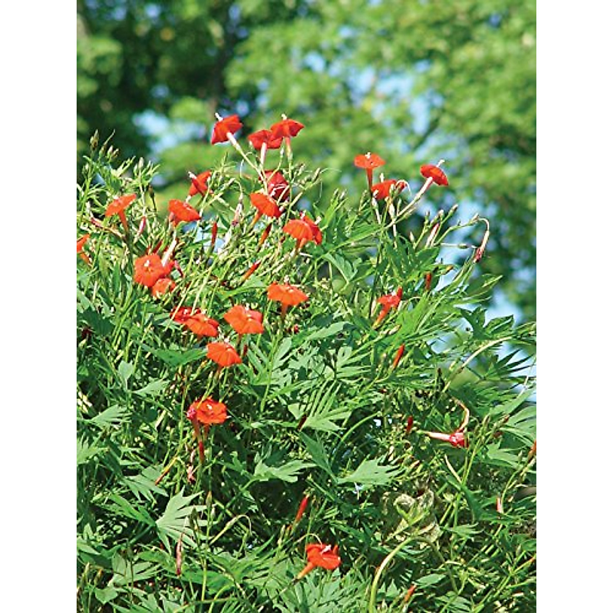 Burpee Red Cypress Vine Seeds 75 seeds