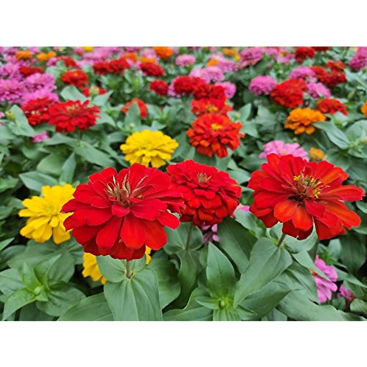 "Zin Master Mix" Zinnia Seeds for Planting, 200+ Flower Seeds Per Packet, (Isla's Garden Seeds), Non GMO & Heirloom Seeds, Botanical Name: Zinnia elegans, Great Home Garden Gift