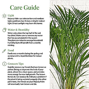 American Plant Exchange Majestic Palm, Tropical Elegance, Large Fronds, Perfect Indoor Statement Plant and Patio Decor, 10-Inch Pot