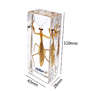 Cherish XT Insect Display Taxidermy Mantis Hierodula patellifera Praying Mantis Specimen Paperweight Science Clammroom Speciemn for Science Education