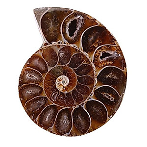 2pcs Shell Fossil Specimen Ammonite Madagascar Extinct Natural Stones and Minerals for Basic Biological Science Education (4cm)
