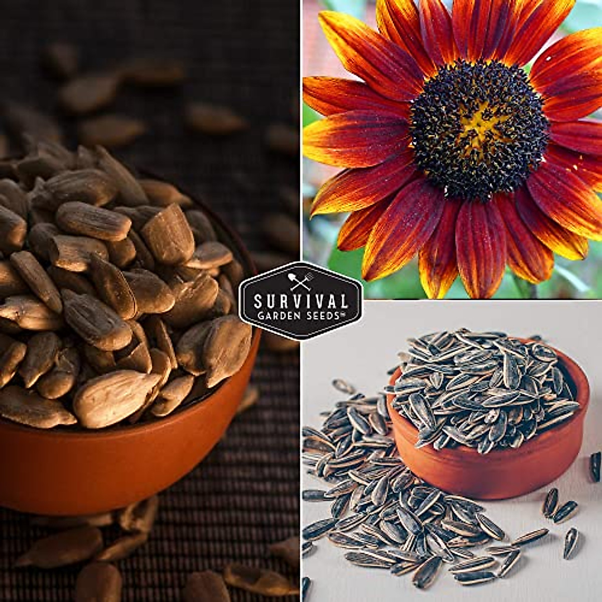 Survival Garden Seeds - Autumn Beauty Sunflower Seed for Planting - 3 Packs with Instructions to Plant and Grow Beautiful and Colorful Flowers in Your Home Vegetable Garden - Non-GMO Heirloom Variety