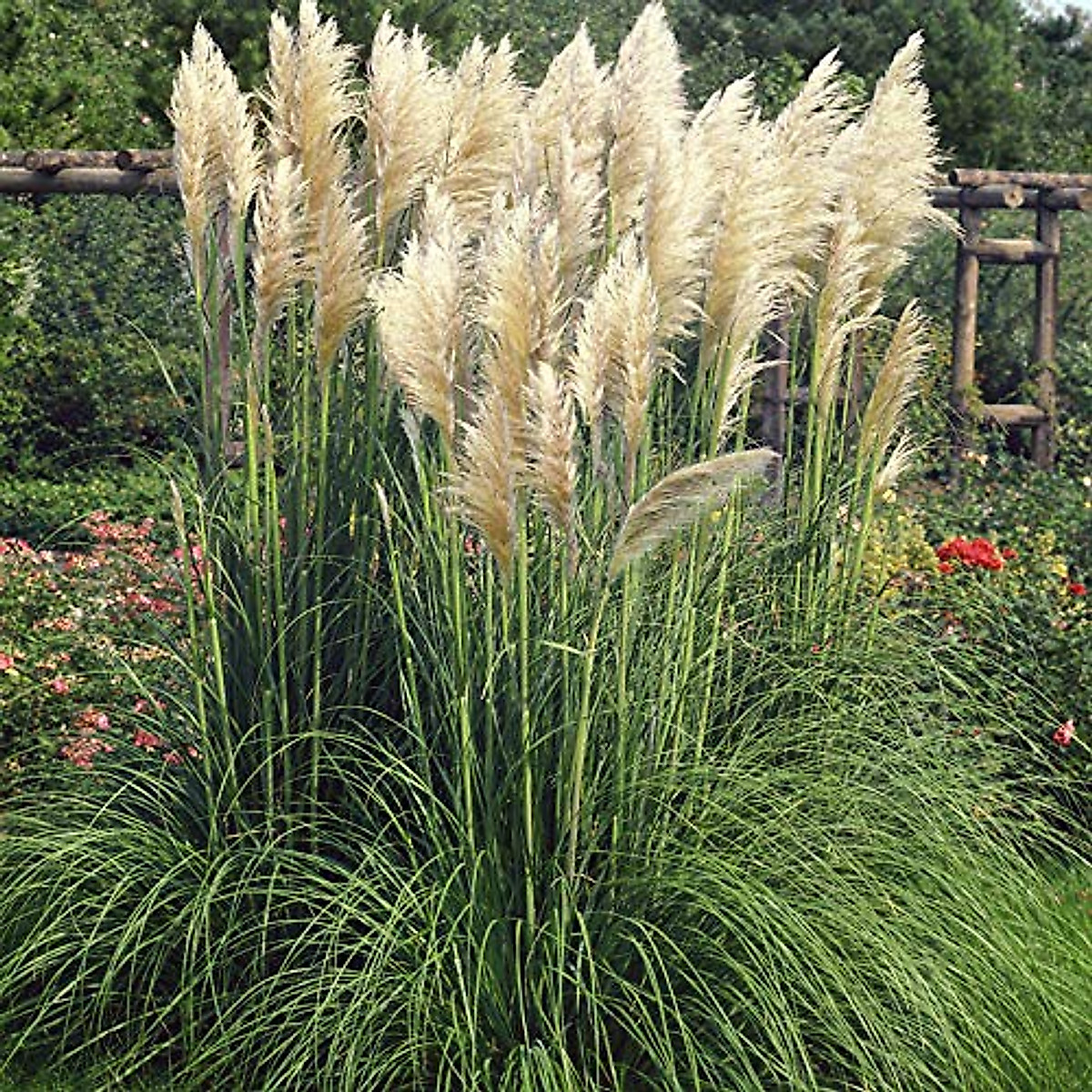Outsidepride Perennial White Cortaderia Selloana Tall Pampas Grass Plants - 1000 Seeds