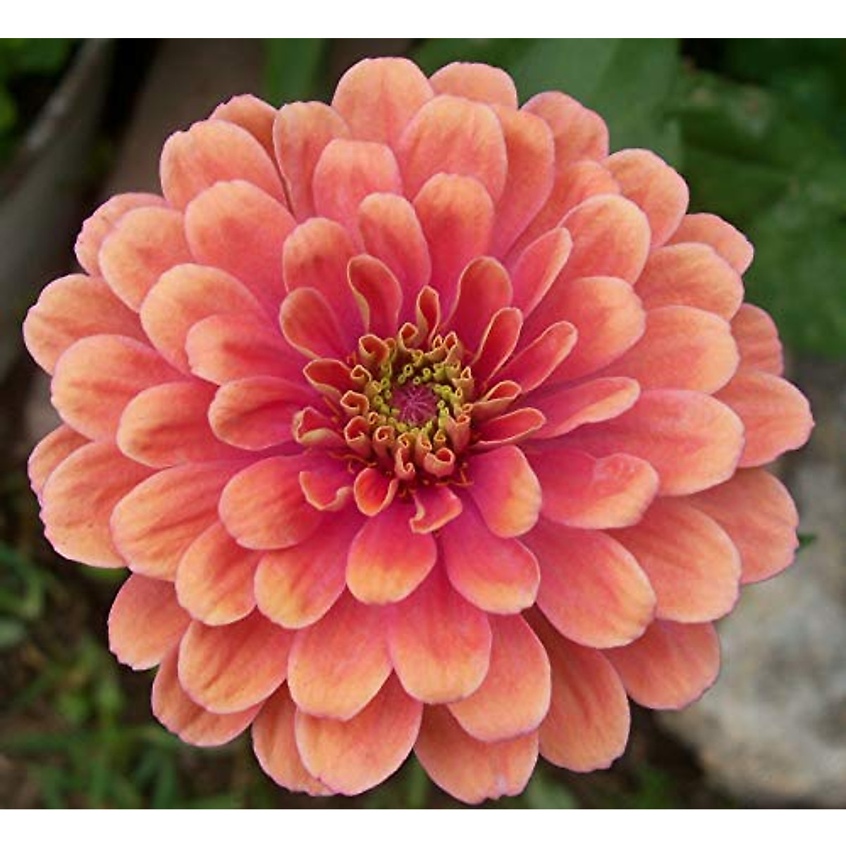 RJqutel Salmon Zinnia Seeds Salmon Queen Heirloom Zinnia Seeds 75 Seeds