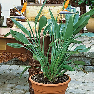 Outsidepride Bird of Paradise Plant Flower Seed - 15 Seeds