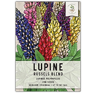 Seed Needs, Mixed Lupine Russell Seeds - 250 Heirloom Seeds for Planting Lupinus polyphyllus - Profuse Colorful Blooms for a Butterfly Garden, Attracts Pollinators (1 Pack)