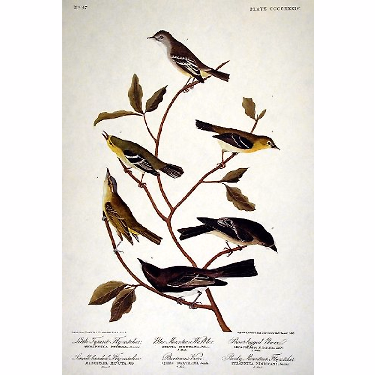 Little Tyrant Fly-catcher, Small-headed Fly-catcher, Blue Mountain Warbler, Common Water Thrush. From"The Birds of America" (Amsterdam Edition)