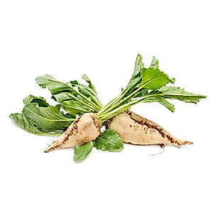 Sugar Beets, 100+ Heriloom Seeds Per Packet, (Isla's Garden Seeds), Non GMO Seeds, Botanical Name: Beta vulgaris subsp. vulgaris convar. vulgaris VAR. altissima