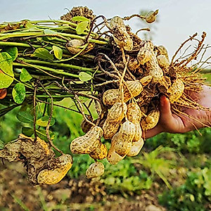 100PCS Seeds Peanut Seeds | Non-GMO | Virginia Jumbo, Fresh Garden Seeds, Gardeners Choice!