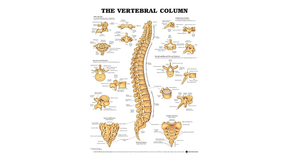 Vertebral Column Anatomical Chart - Detailed Spine Guide for Medical Use