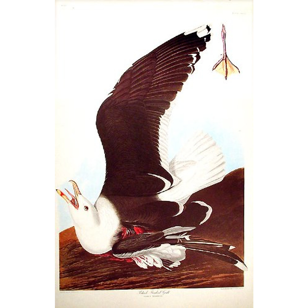 Black-Backed Gull. From"The Birds of America" (Amsterdam Edition)