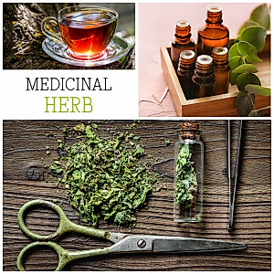 Seed Needs, Anise Hyssop Seeds - 500 Heirloom Seeds for Planting Agastache foeniculum - Medicinal Herb for Tea & Essential Oils, Non-GMO & Open Pollinated (1 Pack)