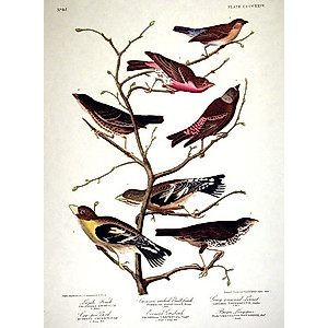 Lazuli Finch, Crimson-necked Bull-finch, Grey-crowned Linnet, Cow-pen Bird, Evening Grosbeak, Brown Longspur. From"The Birds of America" (Amsterdam Edition)