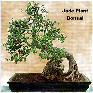 Jade Plant - Crassula ovata - Easy to Grow - 4" Pot