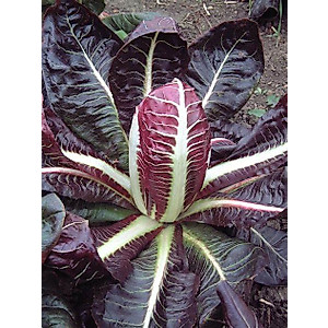 800 Red Treviso Endive Seeds for Planting Heirloom Non-GMO 2.5+ Grams Garden Vegetable Bulk Survival Chicory Radicchio